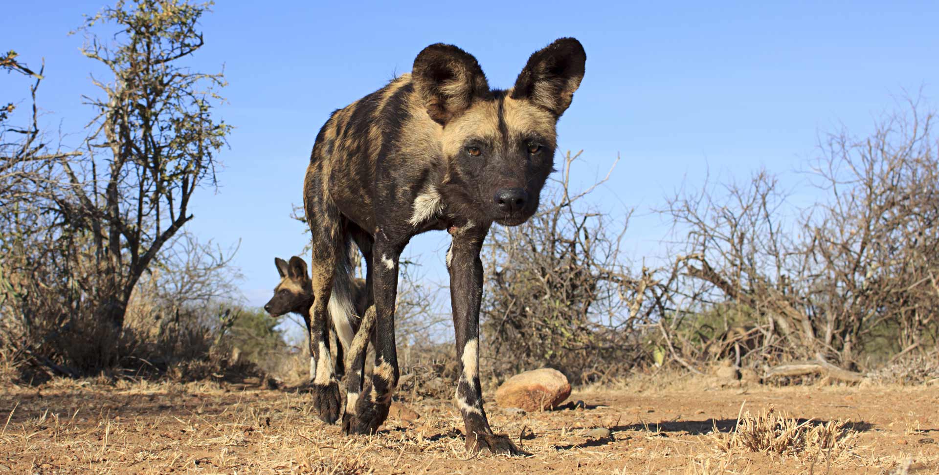 The African Wild Dog And Kenya s Efforts To Save It From Extinction the-african-wild-dog-and-kenya-s-efforts-to-save-it-from-extinction
